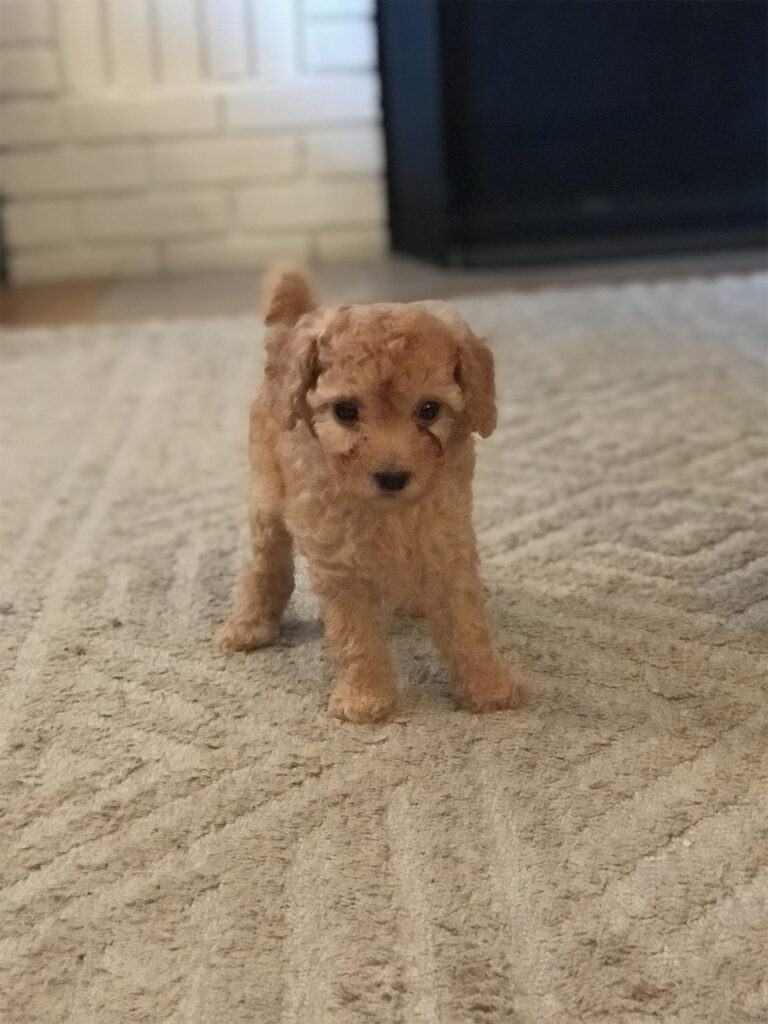 Super Cute Male, Petite Mini Goldendoodle Puppy Available - Mini ...