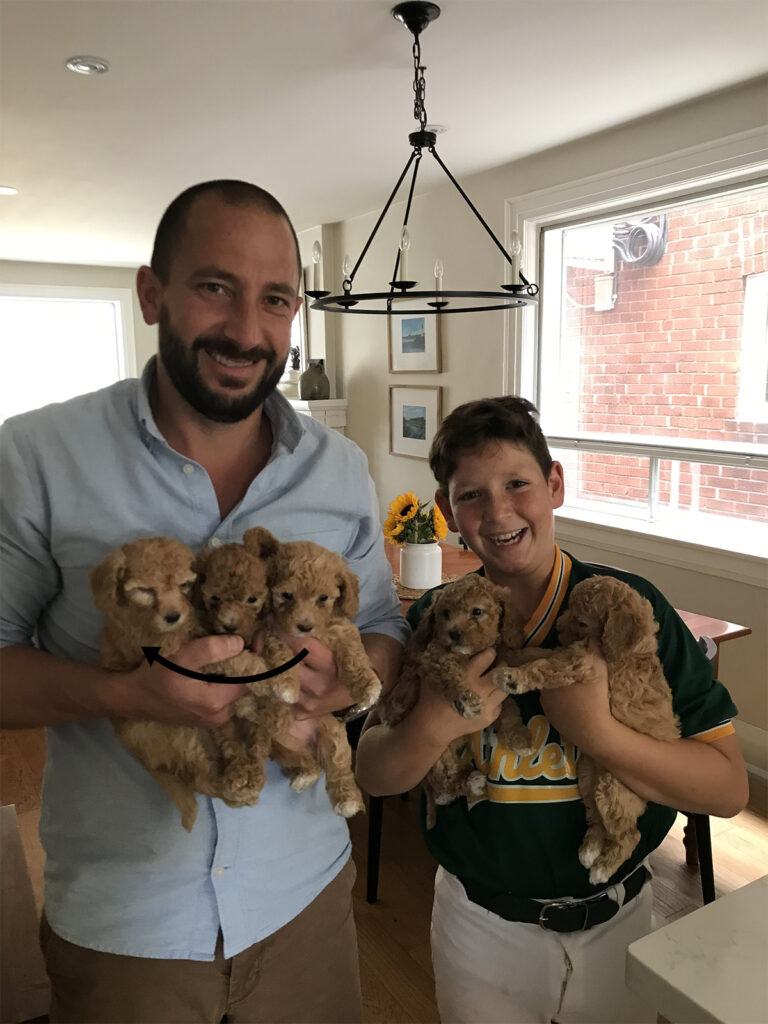 Super Cute Male, Petite Mini Goldendoodle Puppy Available - Mini ...